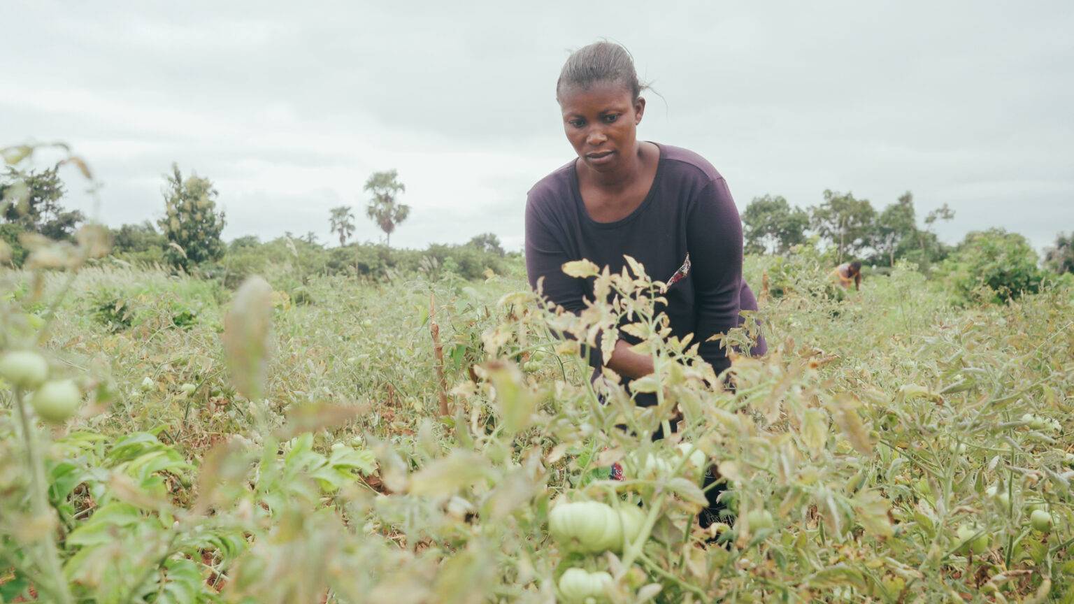 Planting Seeds of Change: The Ripple Effect of the KIC School Farm ...