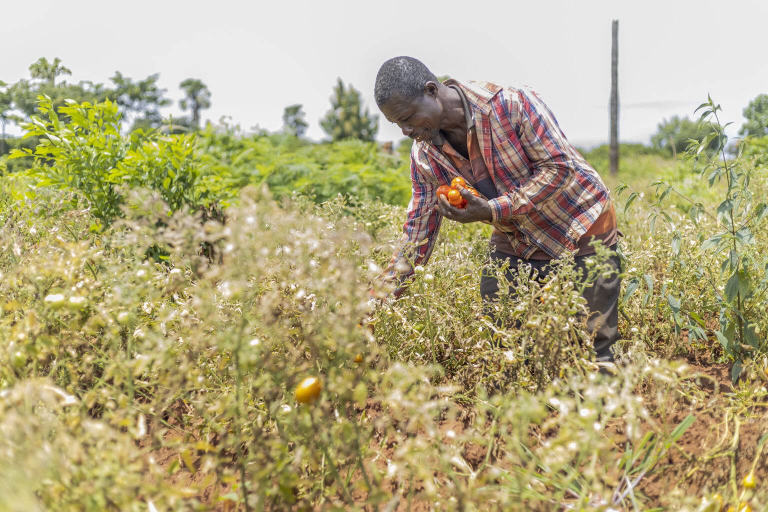Planting Seeds of Change: The Ripple Effect of the KIC School Farm ...